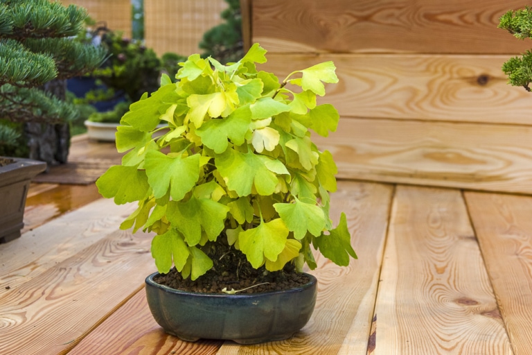 lllᐅ Ginkgo pflanzen und pflegen - www.gartenbewaesserung.info